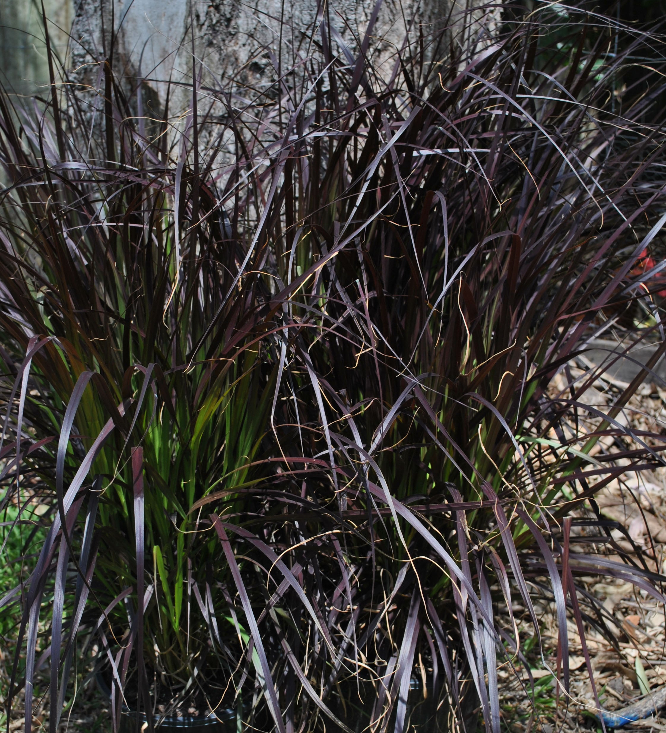 Grasses & Clumping plants – Livable Garden Centre