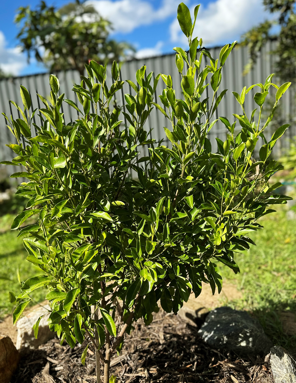 Fraser Island Apple (Acronychia imperforata) – Livable Garden Centre