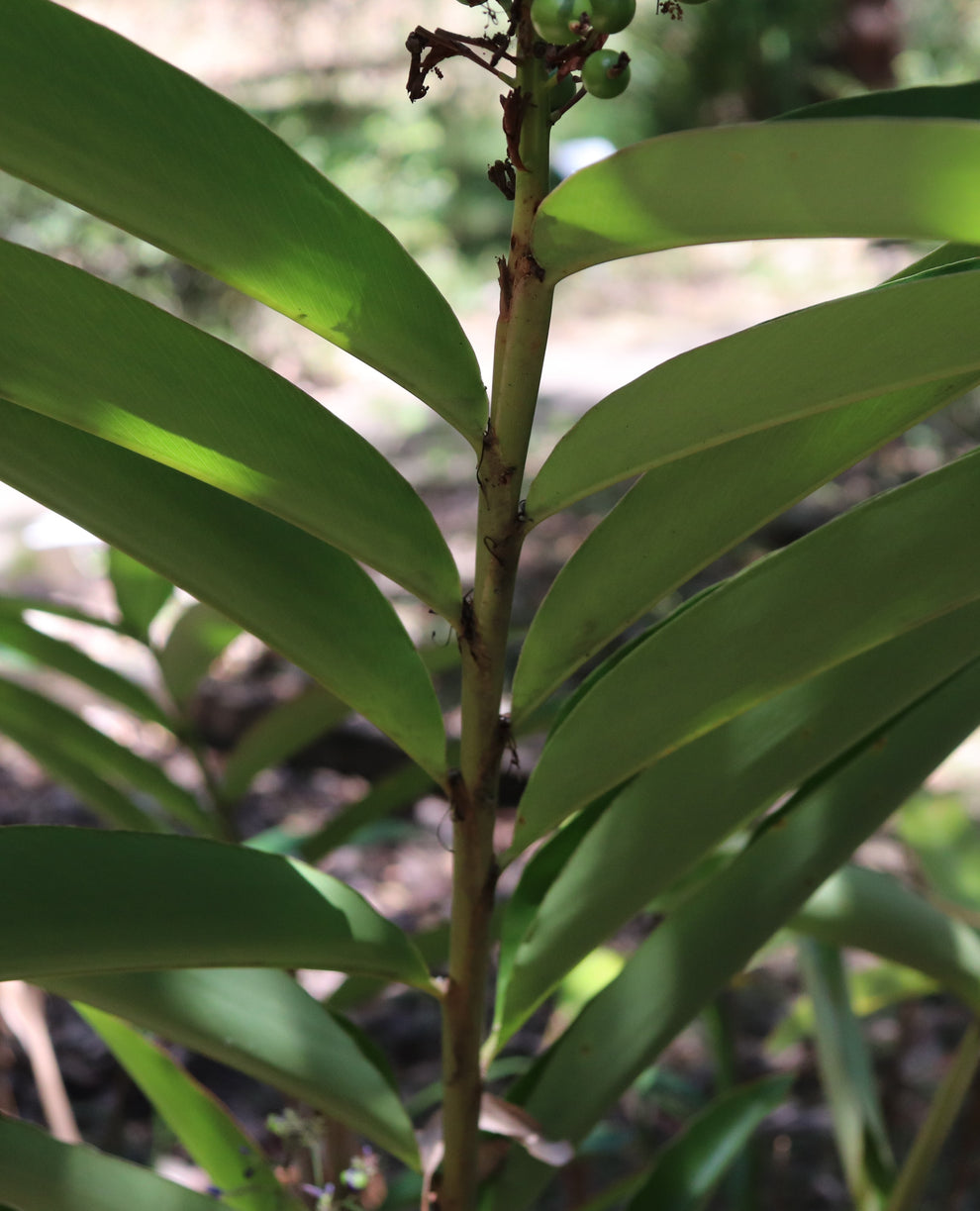 Green Native Ginger (Alpinia caerulea green form) – Livable Garden Centre