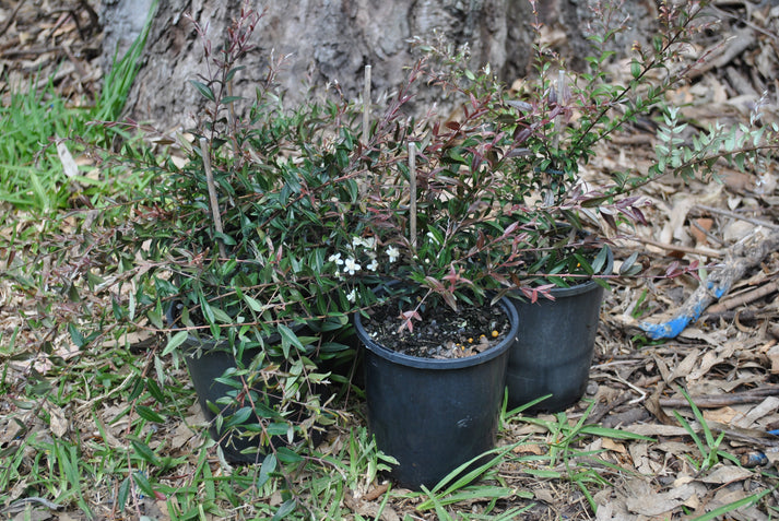 Midgen Berry / Midyim Berry (Austromyrtus dulcis) – Livable Garden Centre