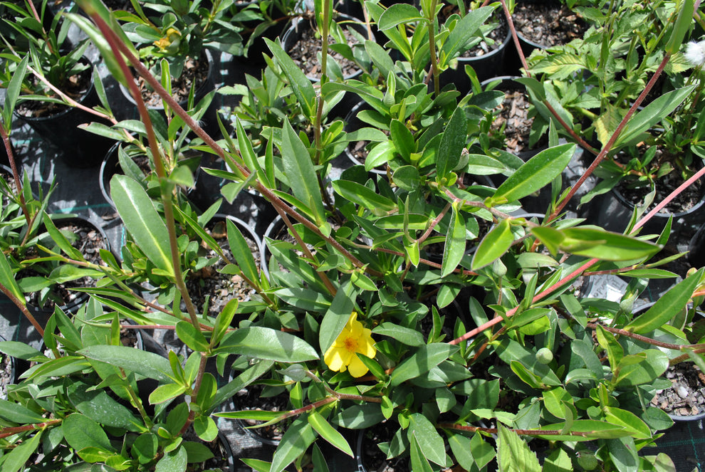 Snake Vine / Climbing Guinea Flower (Hibbertia scandens) – Livable Garden Centre