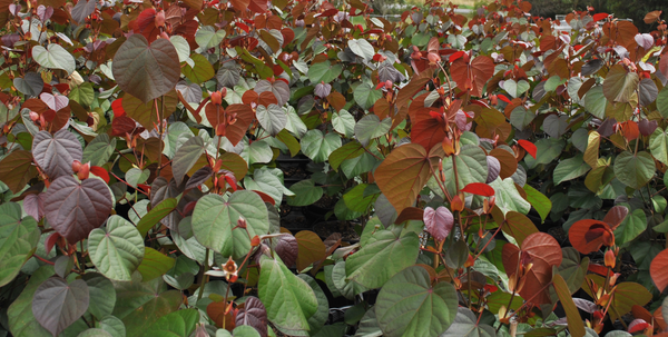 Cottonwood Hibiscus (Hibiscus tillaceus) – Livable Garden Centre