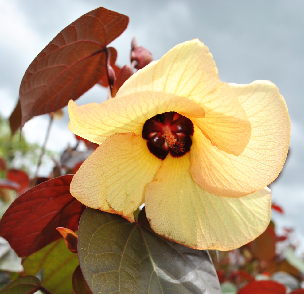 Cottonwood Hibiscus (Hibiscus tiliaceus) – Livable Garden Centre