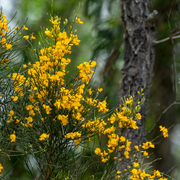 Dogwood (Jacksonia scoparia) – Livable Garden Centre