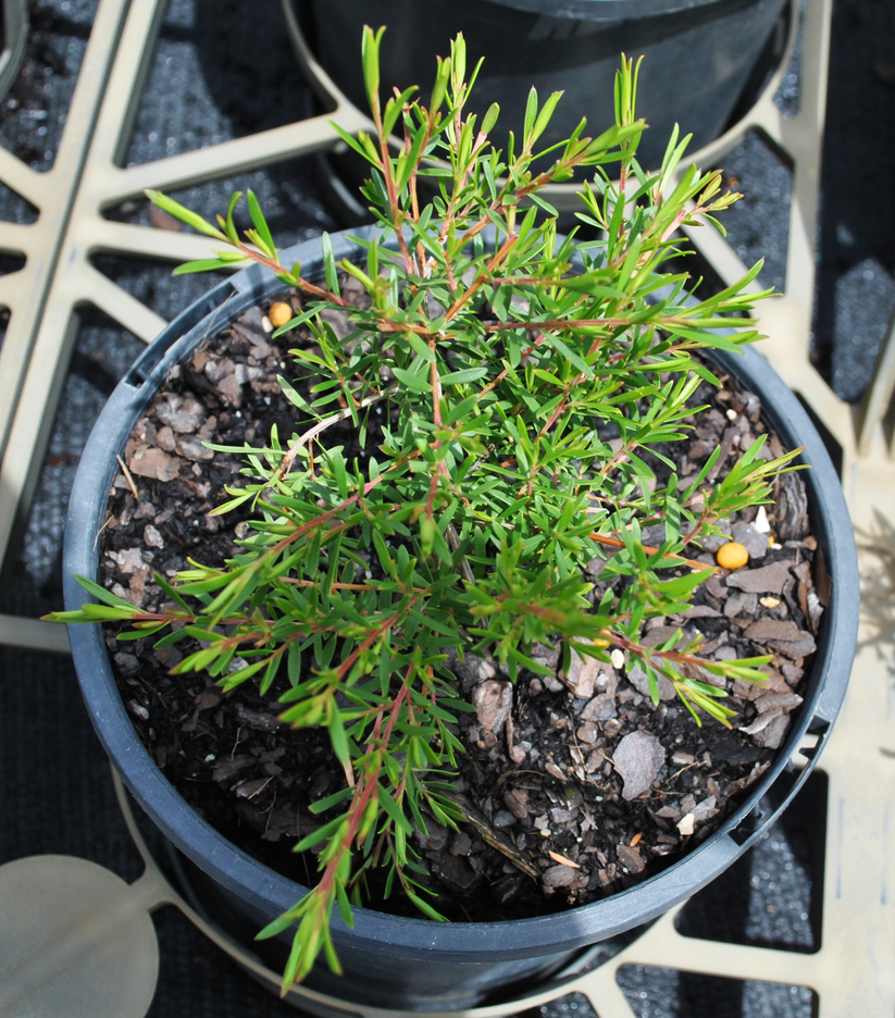 Cardwell Tea Tree (Leptospermum flavescens 'Cardwell') – Livable Garden ...