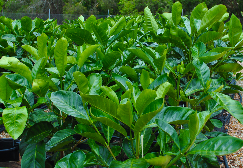 Native Gardenia – Livable Garden Centre