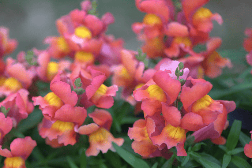 Snapdragon (Assorted) – Livable Garden Centre